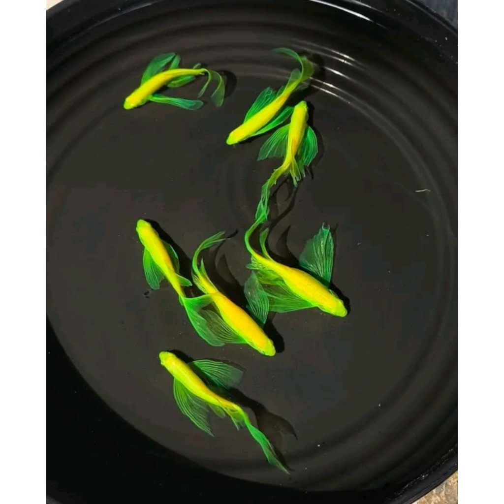 Jual Danio Slayer Khusus Instan | Shopee Indonesia