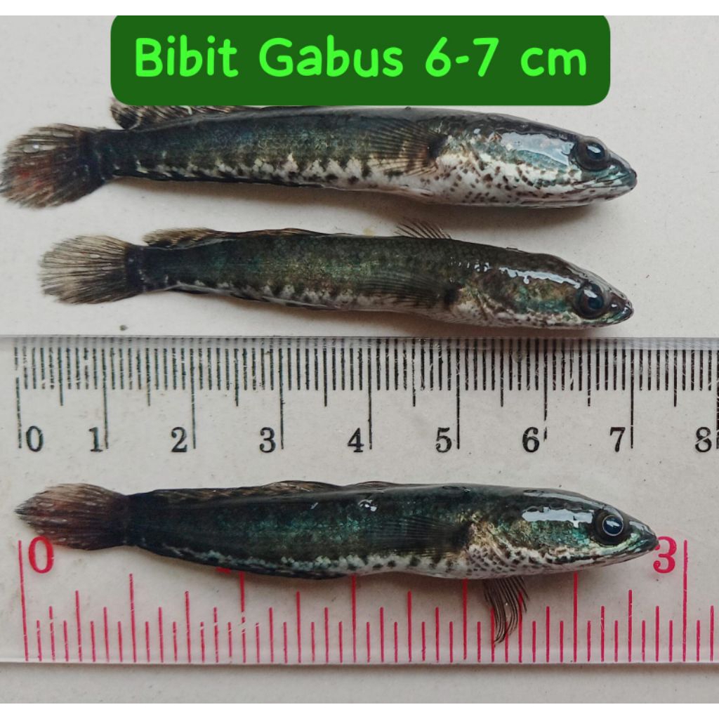 Jual Bibit Gabus Sudah Makan Pelet 6-7 cm | Shopee Indonesia