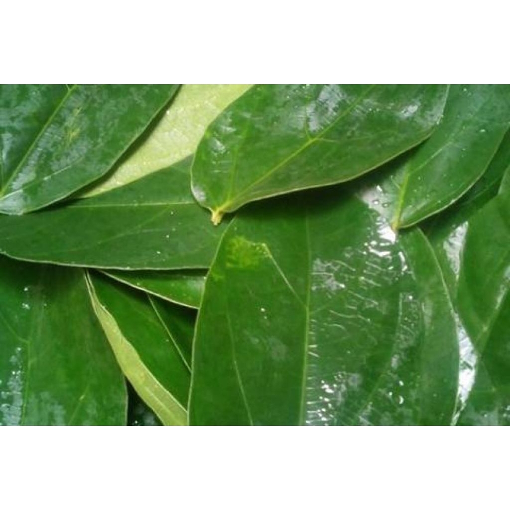 Jual Daun cincau hijau segar 100gram | Shopee Indonesia
