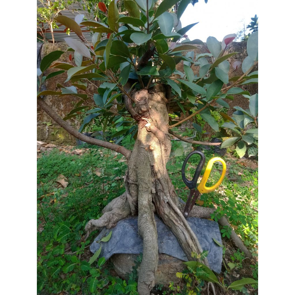 Jual bahan bonsai preh silver sesuai difoto | Shopee Indonesia