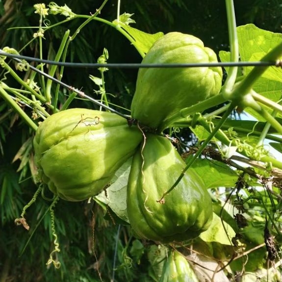 Jual Labu Siam 500grm fresh dari kebun sendiri | Shopee Indonesia