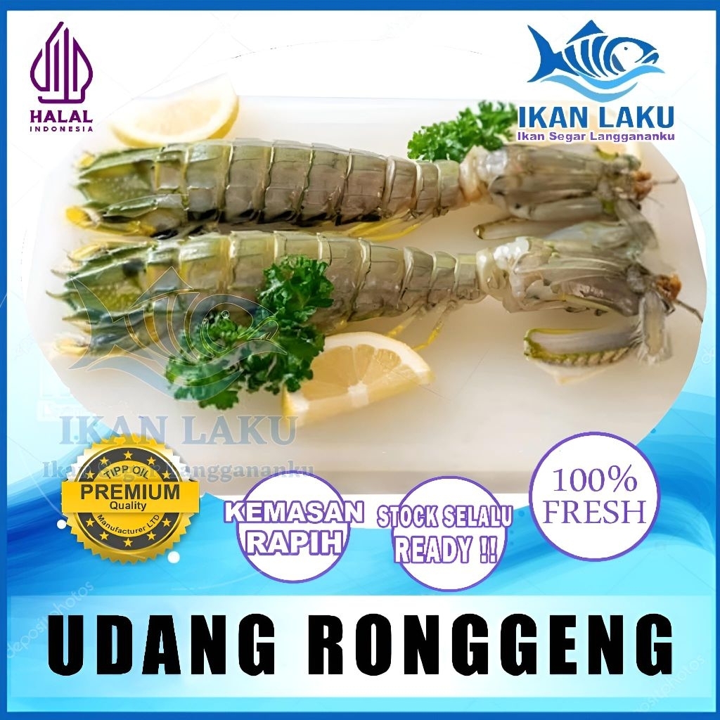 Jual PRODUK BARU!!! UDANG MANTIS | UDANG RONGGENG PREMIUM FRESH ...