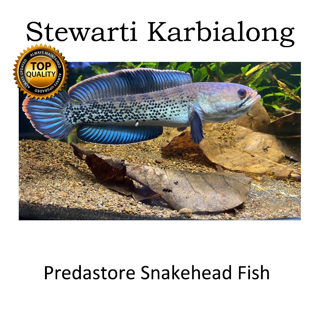 Jual [Channa] Stewarti Karbialong - 100% Garansi Pengiriman | Shopee ...