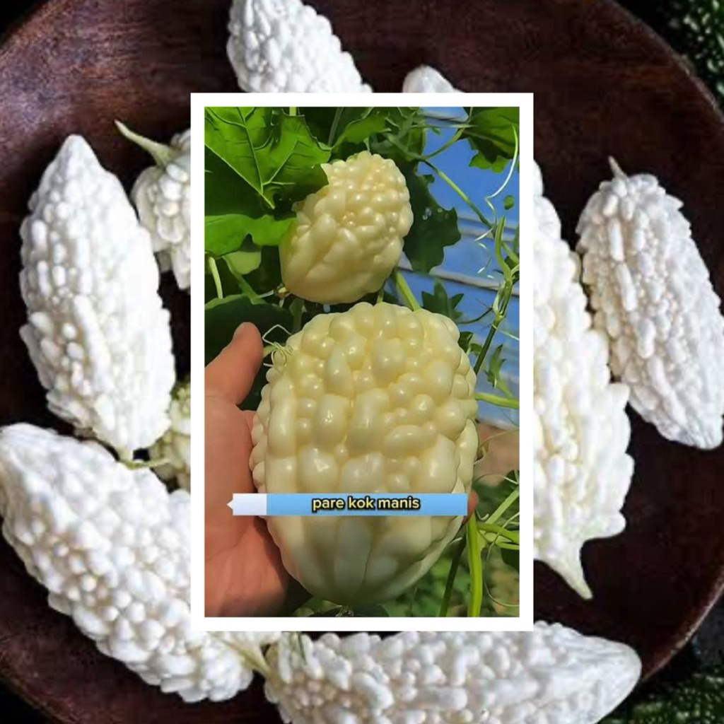 Jual ( 1 Butir ) Benih Biji Sayuran Pare Putih Susu | Pare Cina ...