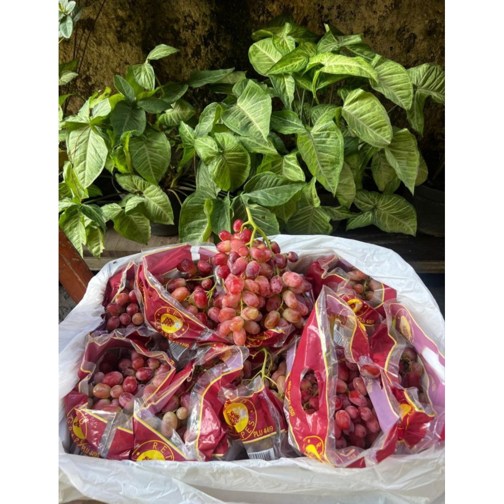 Jual Anggur Red Crimsem Australia 9,5Kg 1Box Seedless Manis | Shopee Indonesia