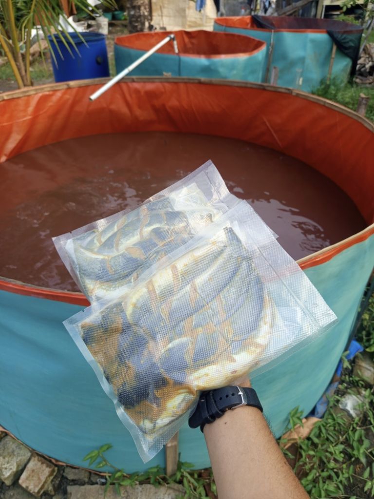 Jual LELE BUMBU KUNING FRESH / FROZEN ,Lele Marinasi tinggal Goreng ...