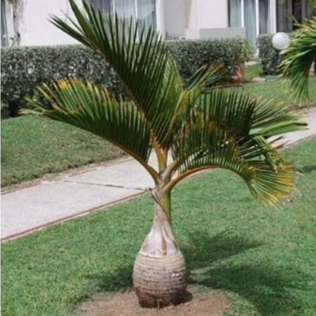 Jual Tanaman Palem Botol (Ukuran Sedang) / Bottle Palm / Palmiste ...