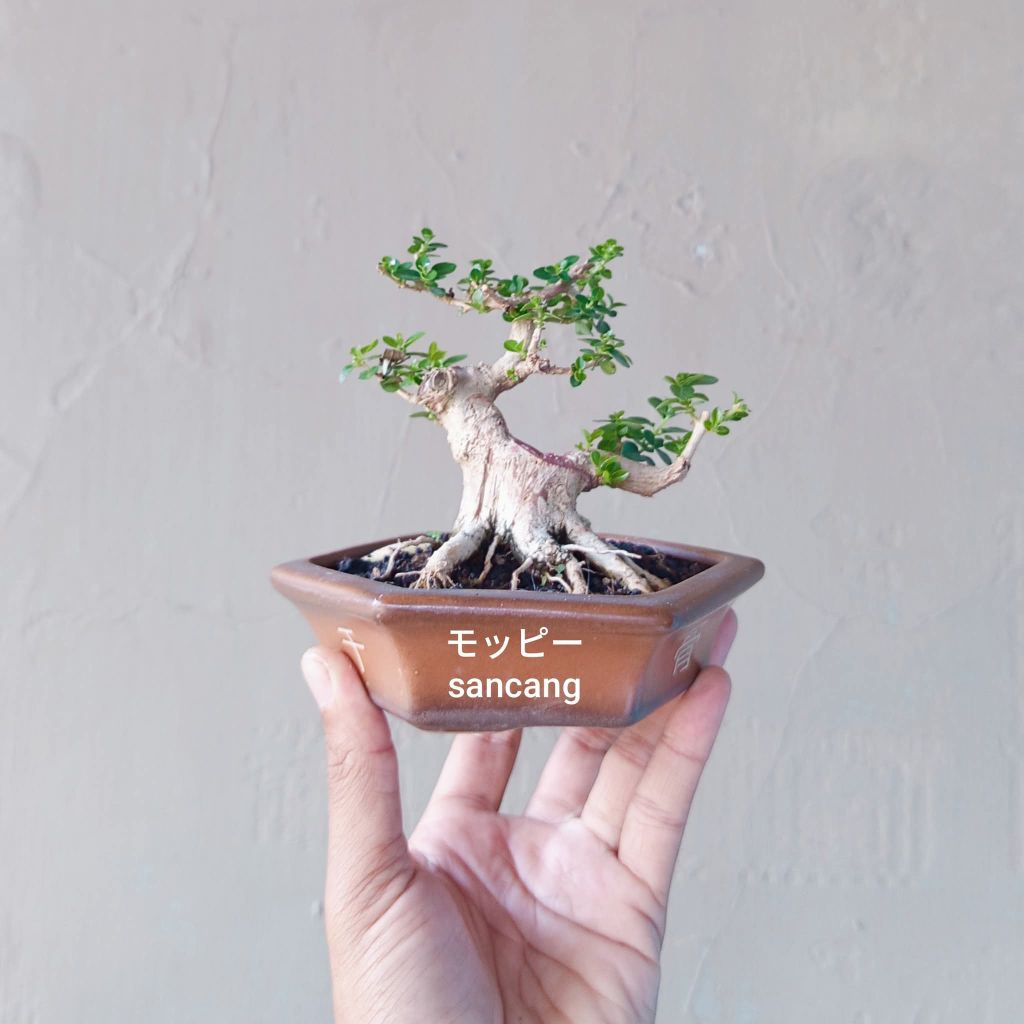 Jual BONSAI SANCANG SESUAI FOTO | Shopee Indonesia
