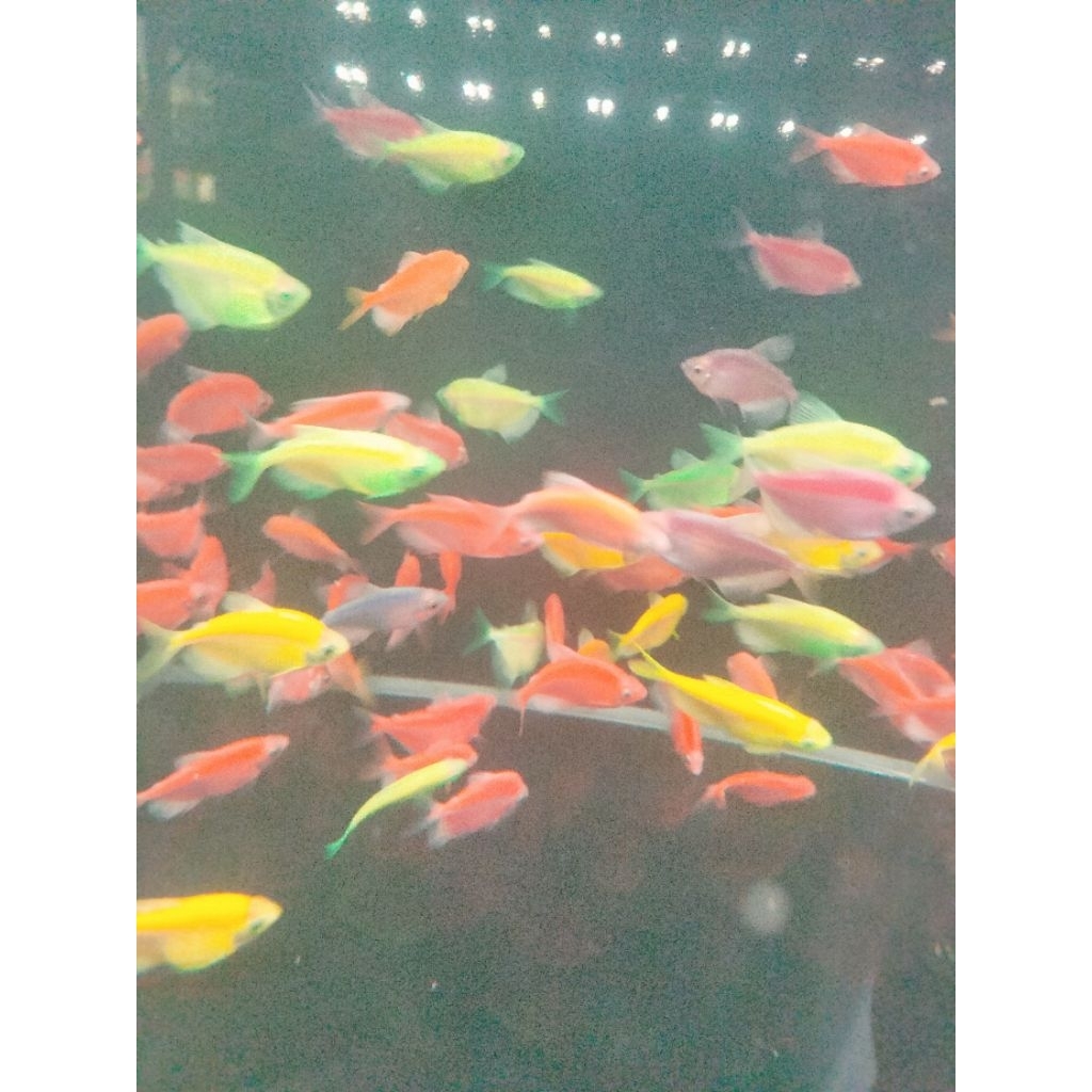 Jual Ikan hias Glowfish Glofish size jumbo | Shopee Indonesia