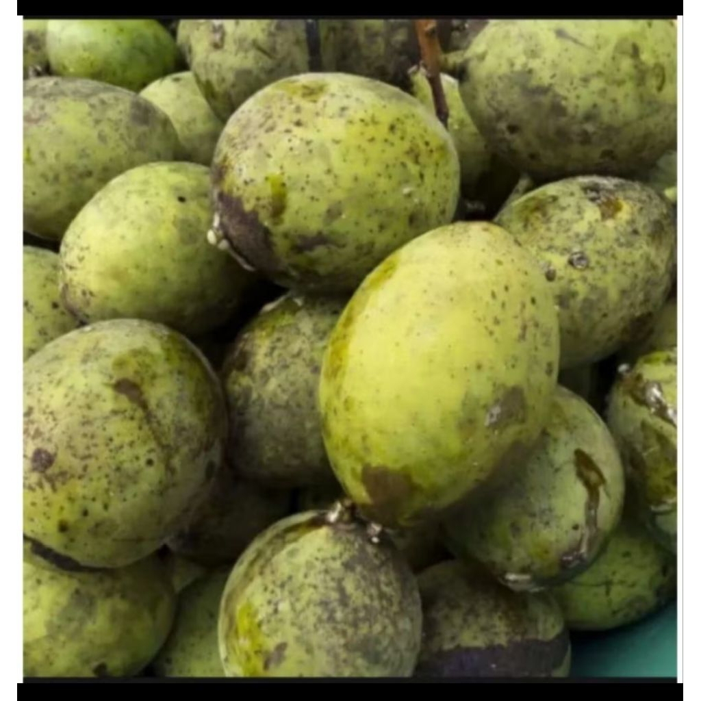 Jual buah limus tua 1kg sudah matang cocok untuk rujak bebek | Shopee ...