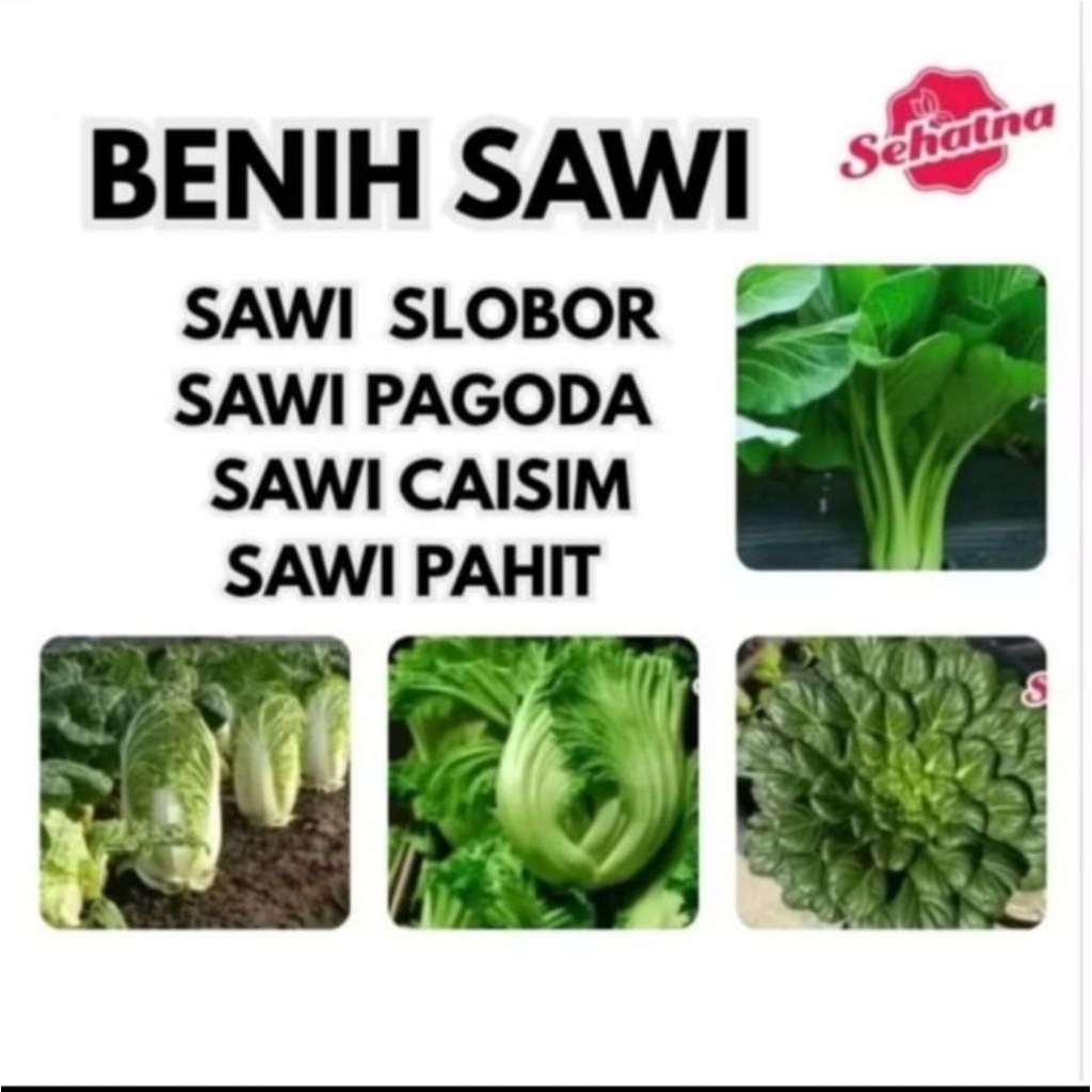 Jual BENIH SAWI PAHIT | SAWI PAGODA | PAKCOY SLOBOR | SAWI PUTIH PAKCOY ...