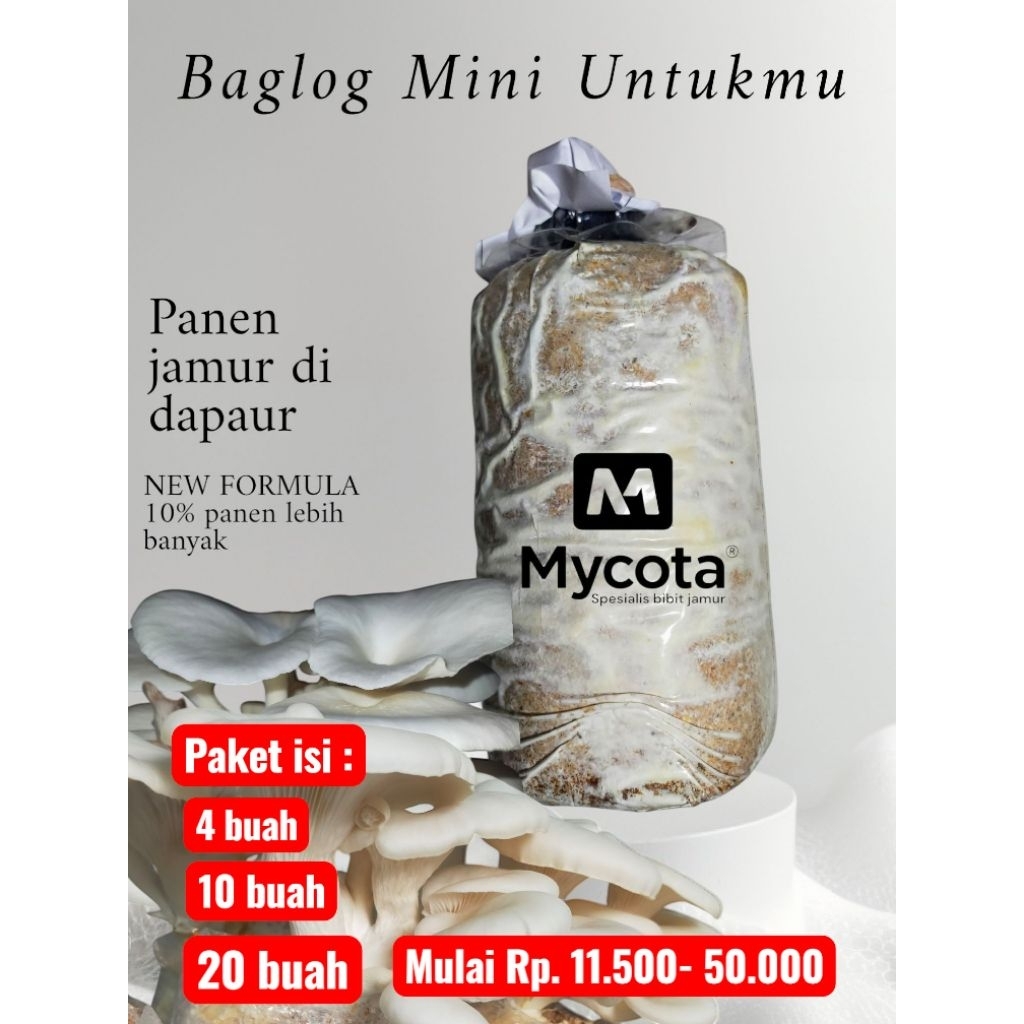 Jual Mycota baglog mini jamur tiram putih , sekarang anda bisa ...