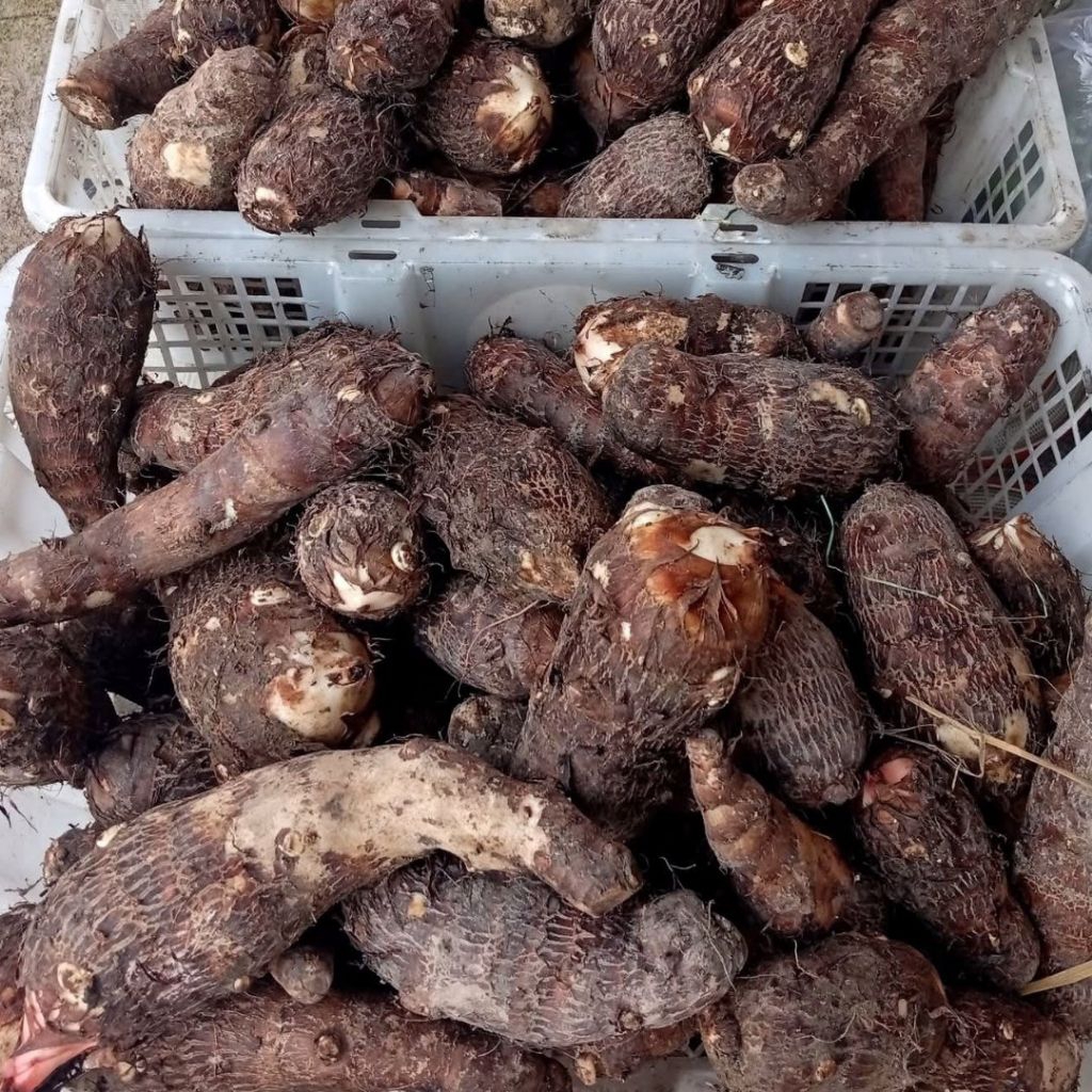 Jual (1 Kg) Talas / umbi Tales / entik asli lezat dan GARANSI | Shopee ...