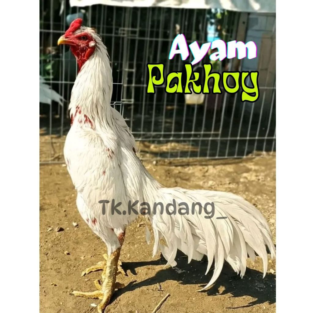 Jual telur ayam pakhoy orithailand drumband full brakot brutal ( produk ...