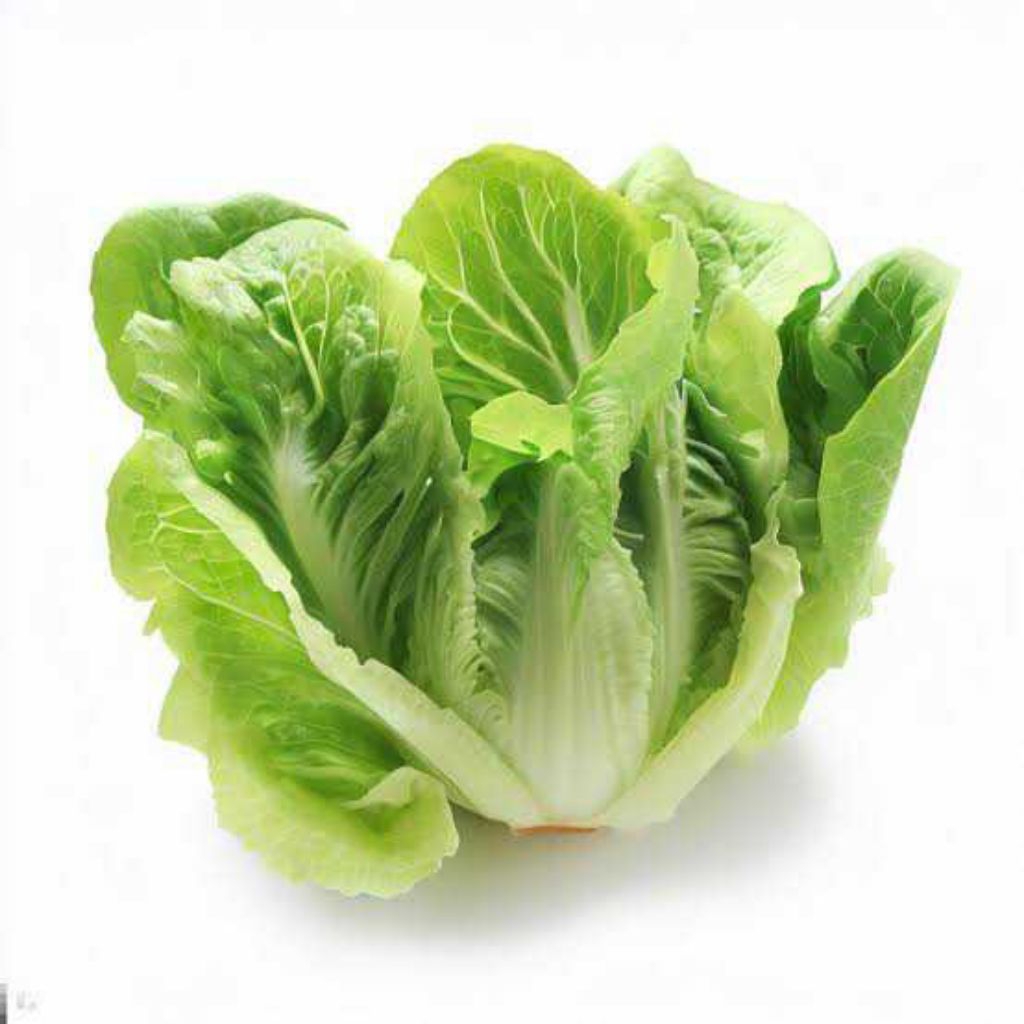 Jual 50 Benih Selada Hujan Romain Green Romaine Lettuce Seeds - Known You Seed KYS Bibit Biji ...