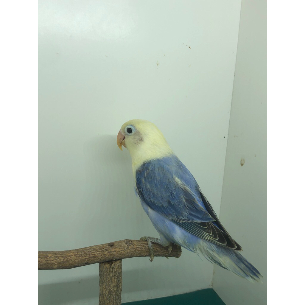 Jual 1 EKOR LOVEBIRD BIOLA VIOLET | Shopee Indonesia