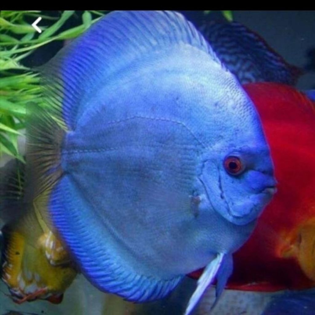 Jual IKAN DISCUS BLUE DIAMOND / SUN RED / PIGEON GRADE BAGUS (INSTANT ...