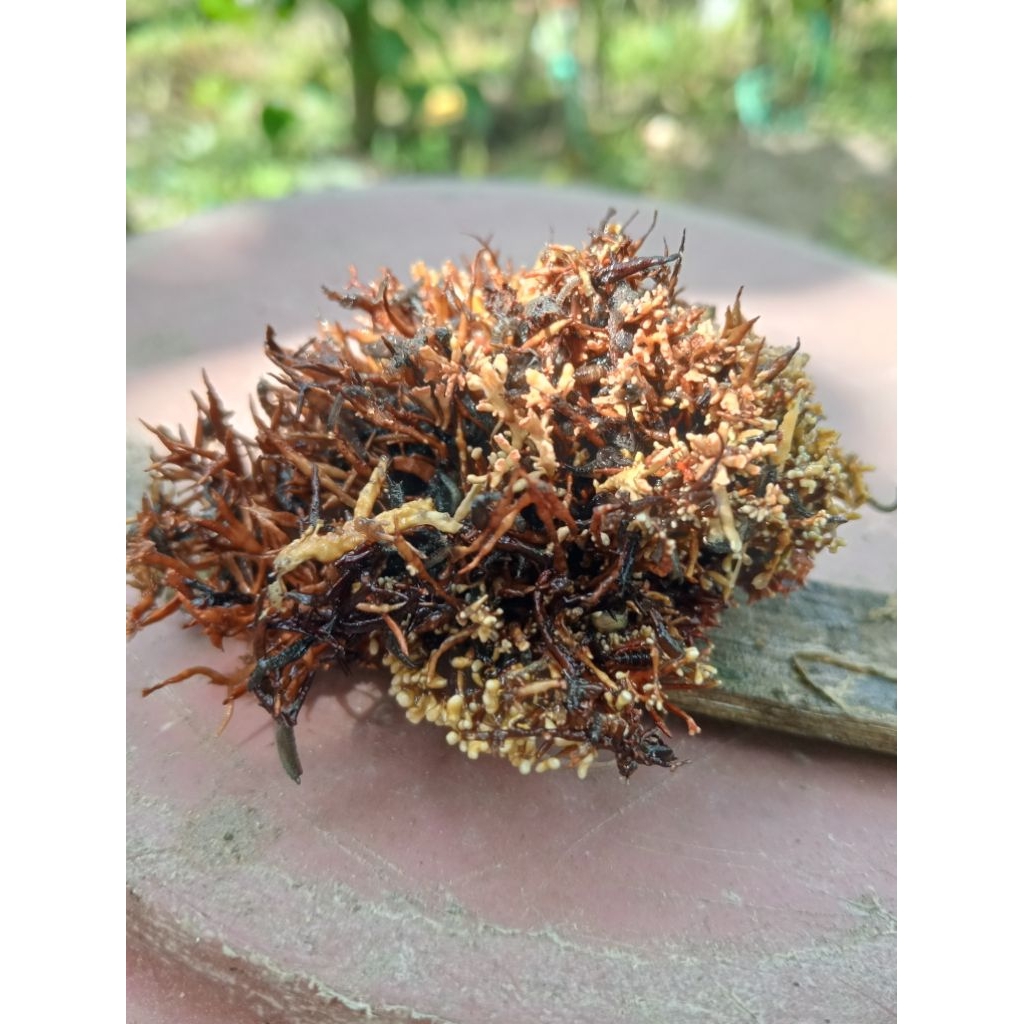 Jual Jamur JAKABA super 200gram | Shopee Indonesia