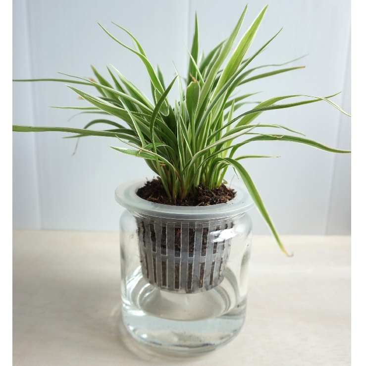 Jual Self Watering Pot Kaca/Vas Hidroponik Kaca/Vas Kaca Minimalis ...