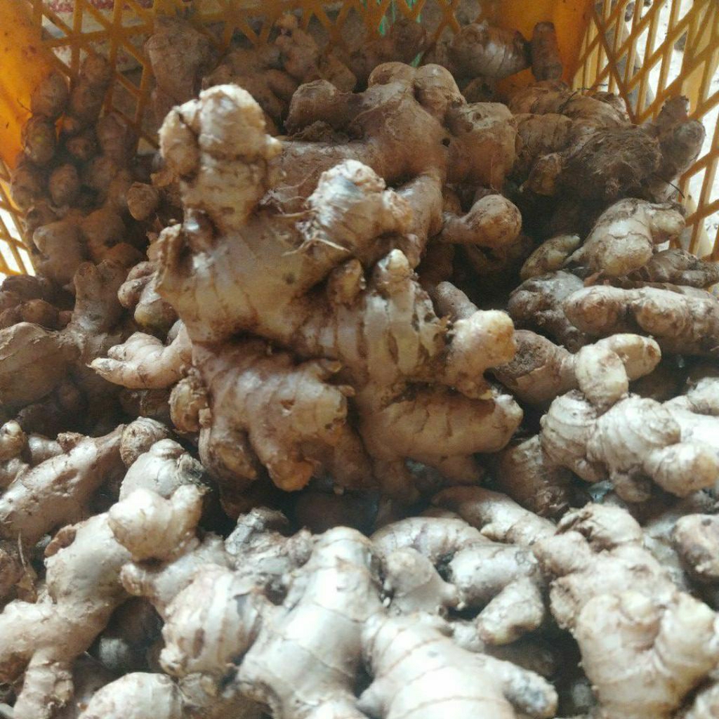 Jual jahe emprit segar 1kg super pedas varietas paris lokal uk lebih ...