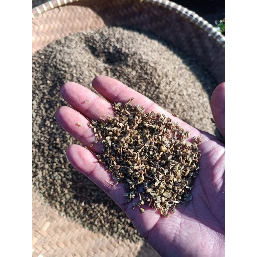 Jual BENIH BIBIT WORTEL VARIATES LOKAL CIPANAS UNGGULAN FRESH 250 GRAM ...