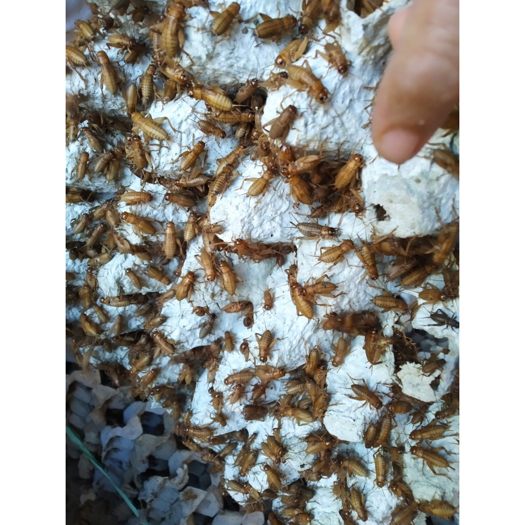 Jual TJ madu kunyit asli super penetasan merata 500gr | Shopee Indonesia