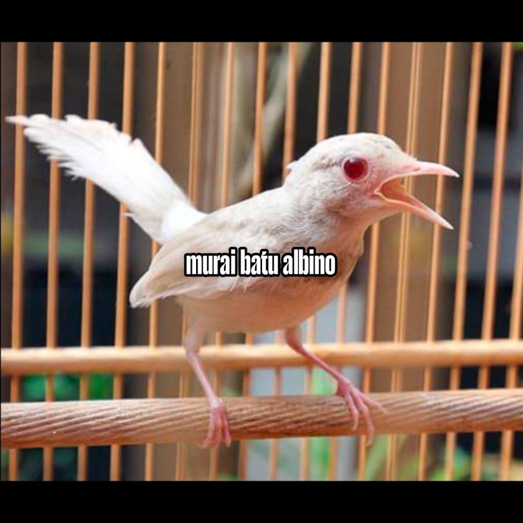 Jual Telur fertil siap tetas murai batu albino 2 butir 100% garansi ...