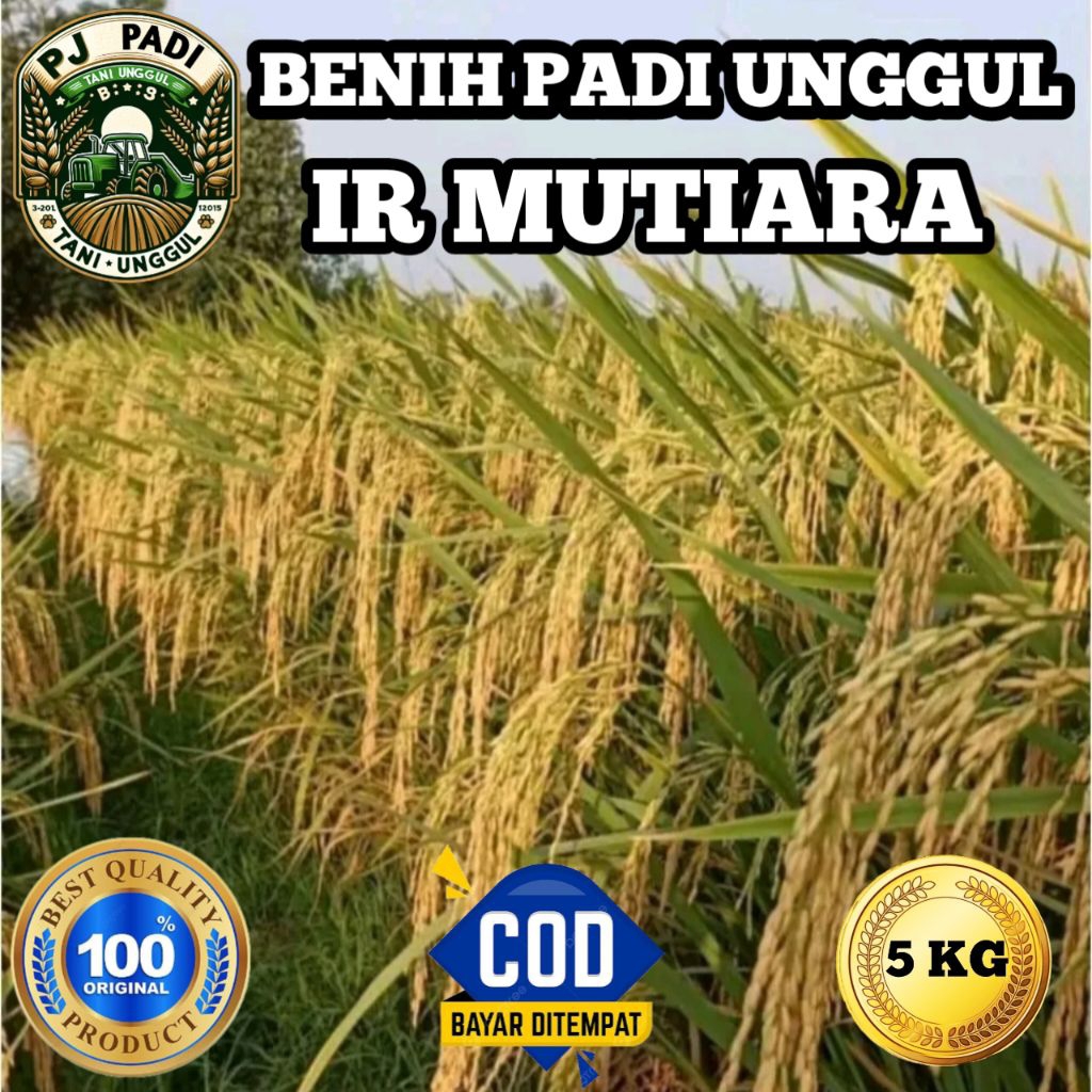 Jual BENIH PADI UNGGUL IR MUTIARA BERKUALITAS ORIGINAL KEMASAN 5KG ...