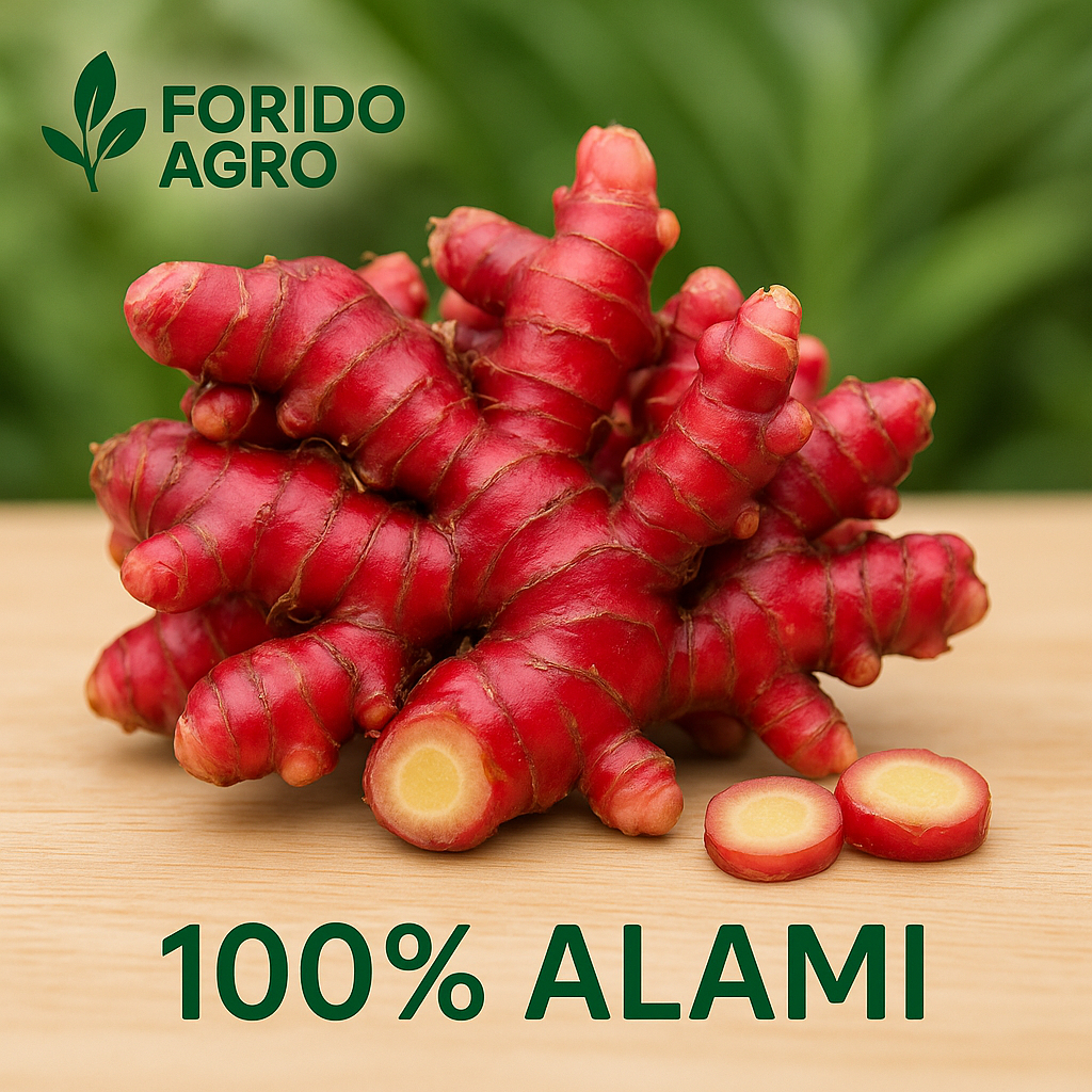 Jual Jahe Merah Forido Agro 100% Alami 1kg Jahe Merah Segar Grade A ...