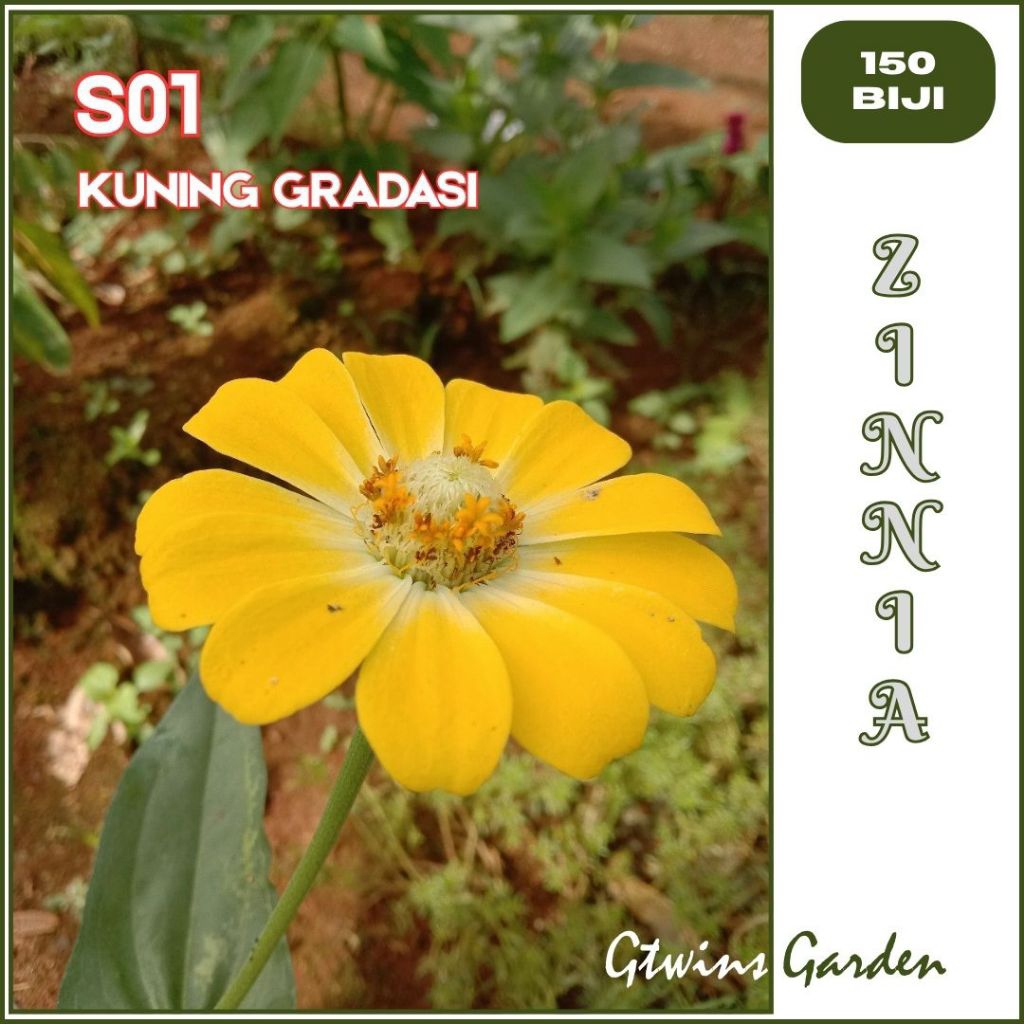 Jual GG | 150 Benih Kembang Kertas Bunga Zinnia Elegan Warna Kuning ...