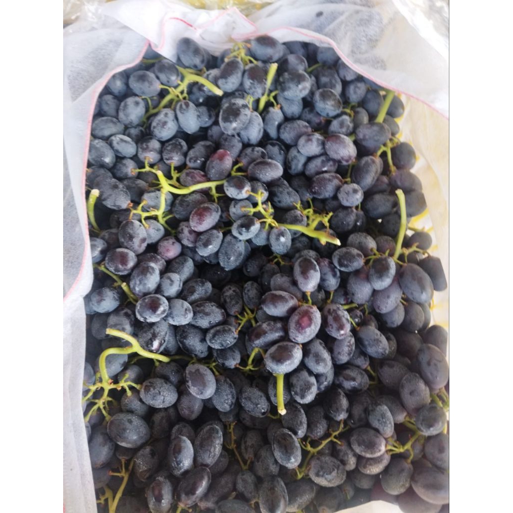 Jual Anggur Black Autumn Tanpa Biji | Shopee Indonesia