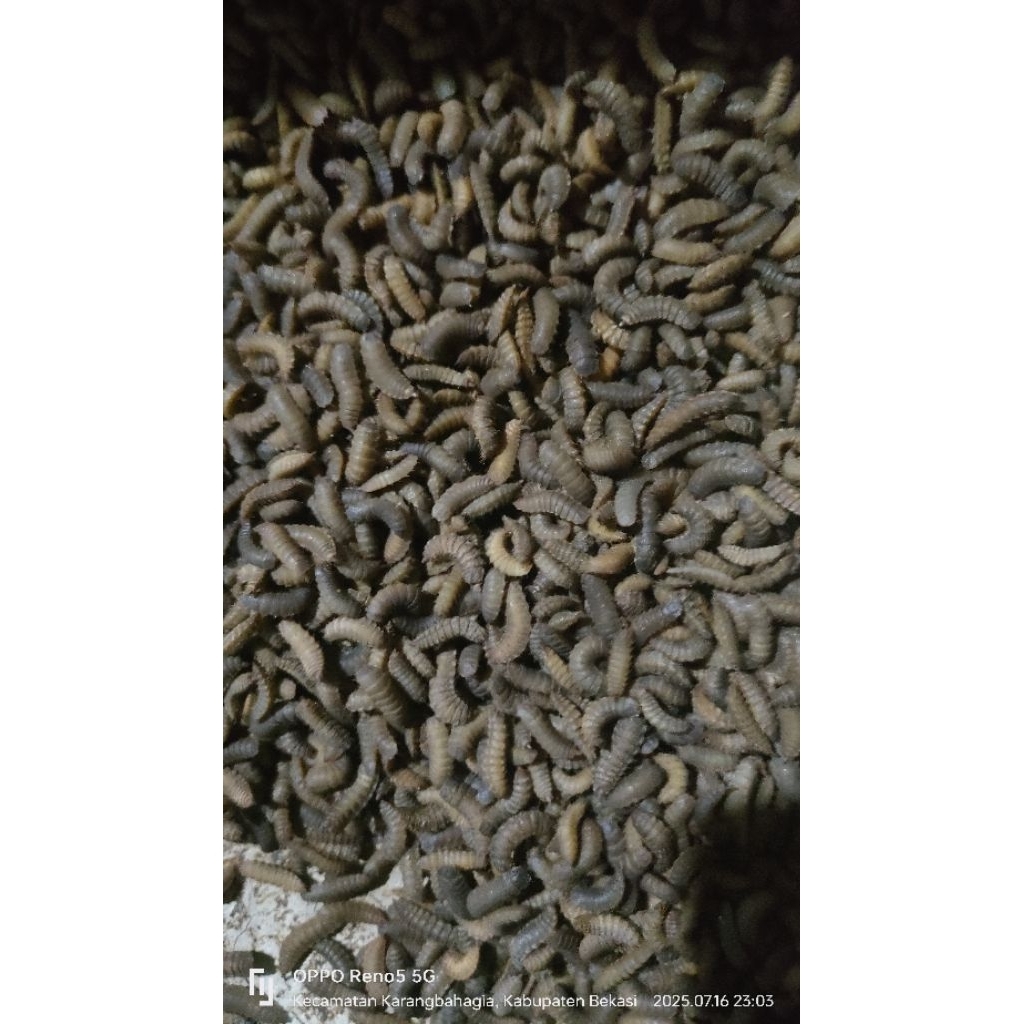 Jual Pupa Maggot BSF Perkilo | Shopee Indonesia