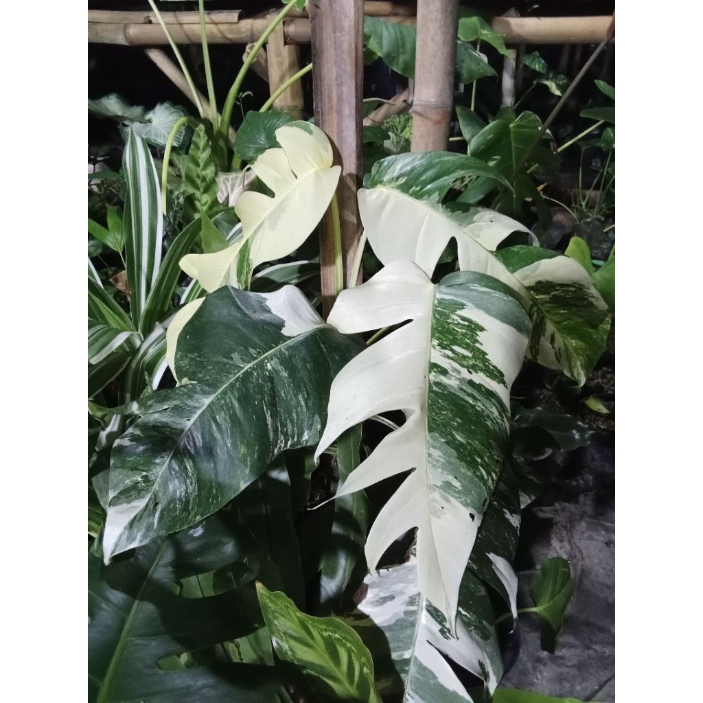Jual Tanaman Hias Philodendron Epiprenum Pinantum Varigata | Shopee ...