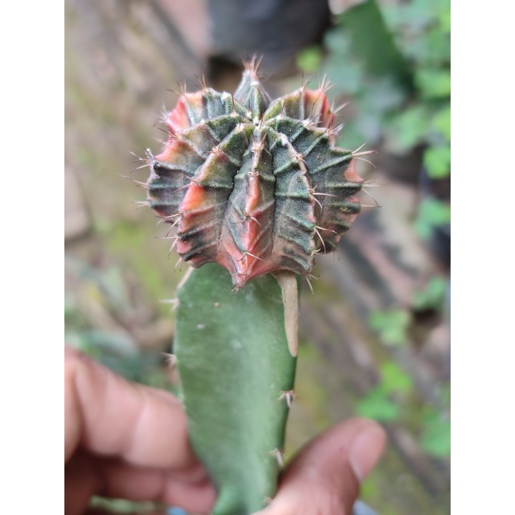 Jual marshmallow selected graf triangel rata cakep buat calon indukan ...
