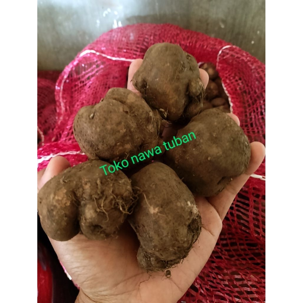 Jual KENTANG HITAM SUPER 1KG,sabrang, kentang Hitam,kleci, kentang bulu ...