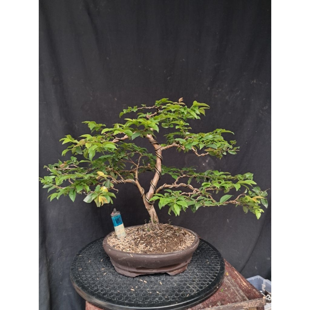 Jual Bonsai Anggur Brazil | Shopee Indonesia