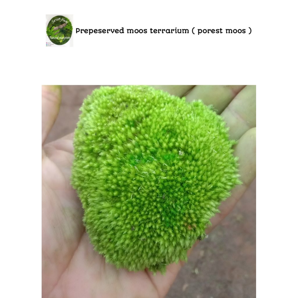 Jual preserved moos (porrest moos) | Shopee Indonesia