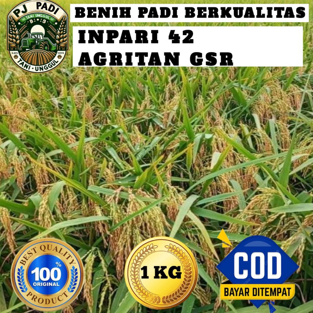 Jual BENIH PADI UNGGUL INPARI 42 AGRITAN GSR BERKUALITAS ORIGINAL ...