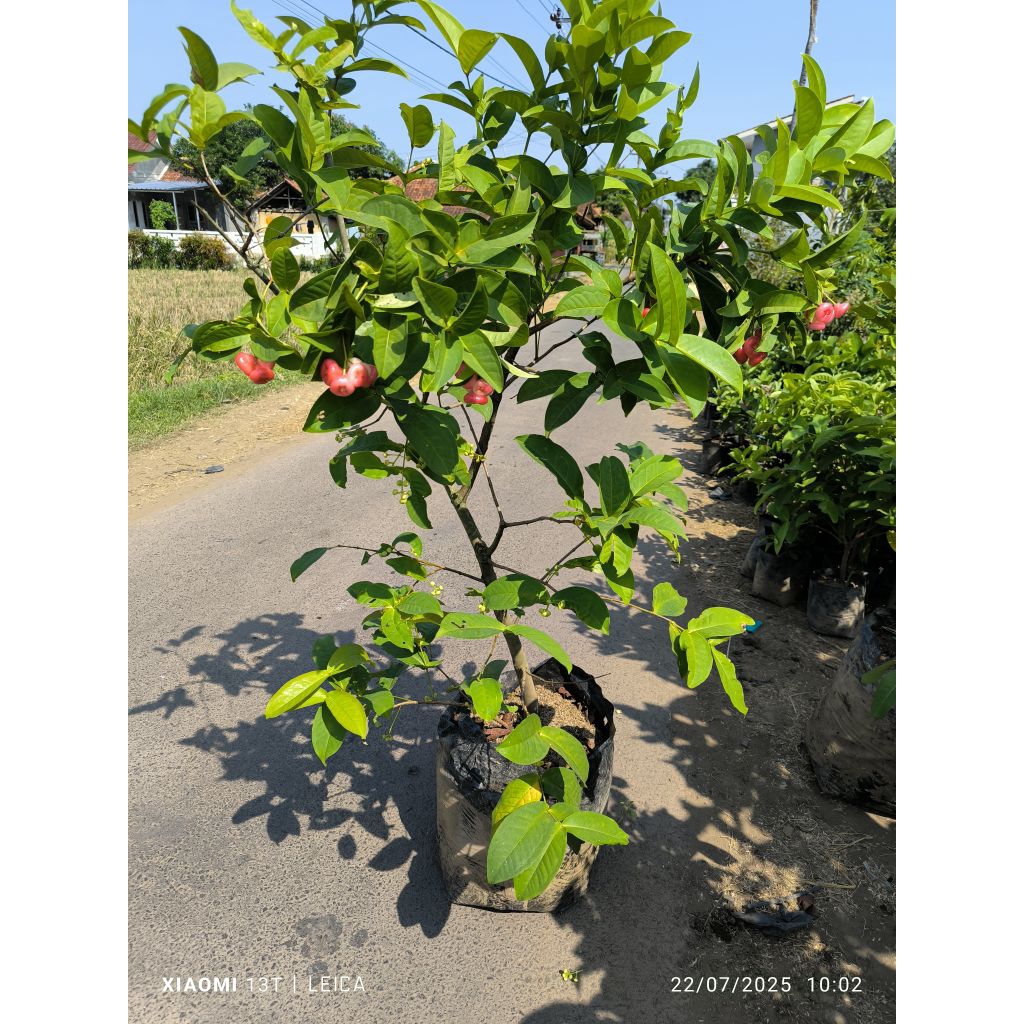 Jual bonsai jambu kancing merah super rimbun berbunga & berbuah ...