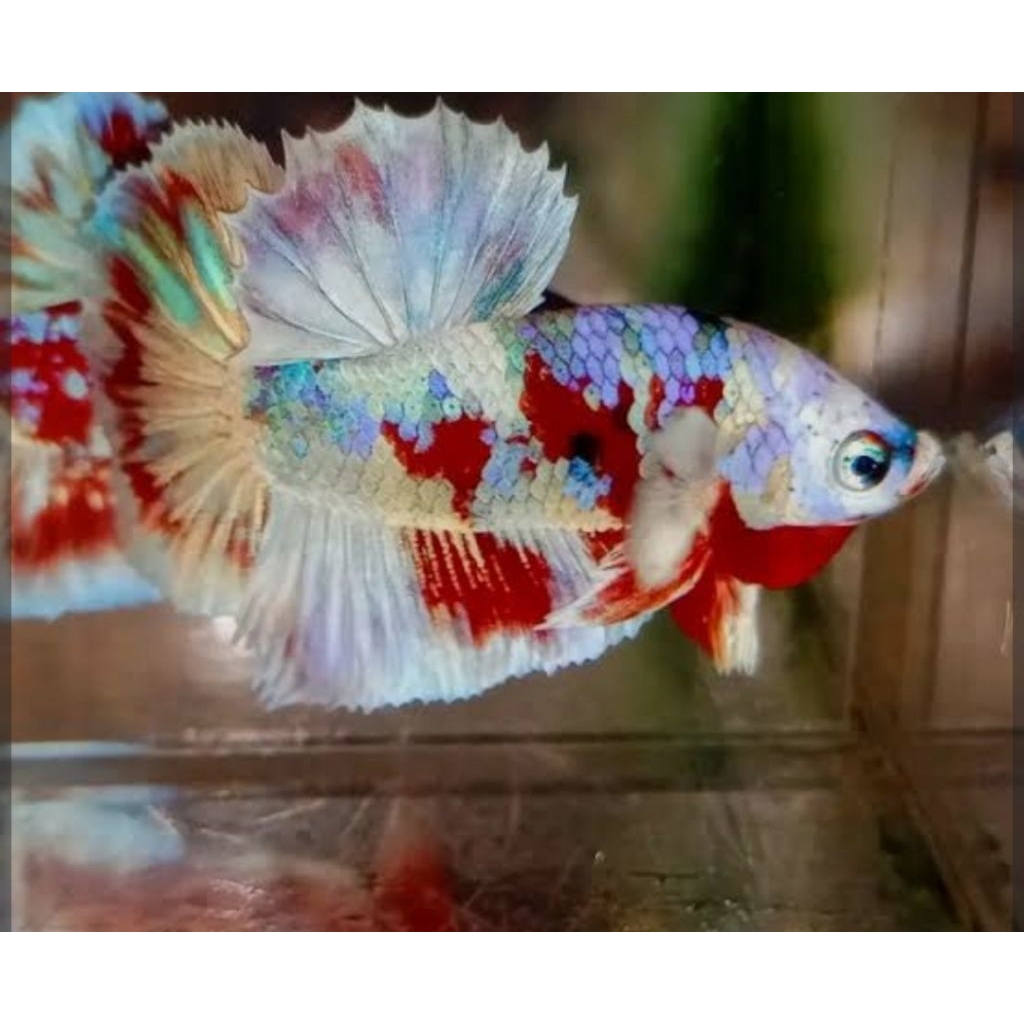 Jual PROMO . Cupang hias Barongsai male / female | Shopee Indonesia
