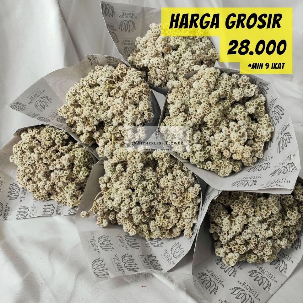 Jual 50gr Dried Edelweis Flower / Bunga Edelweis Kering / Dried Flower ...