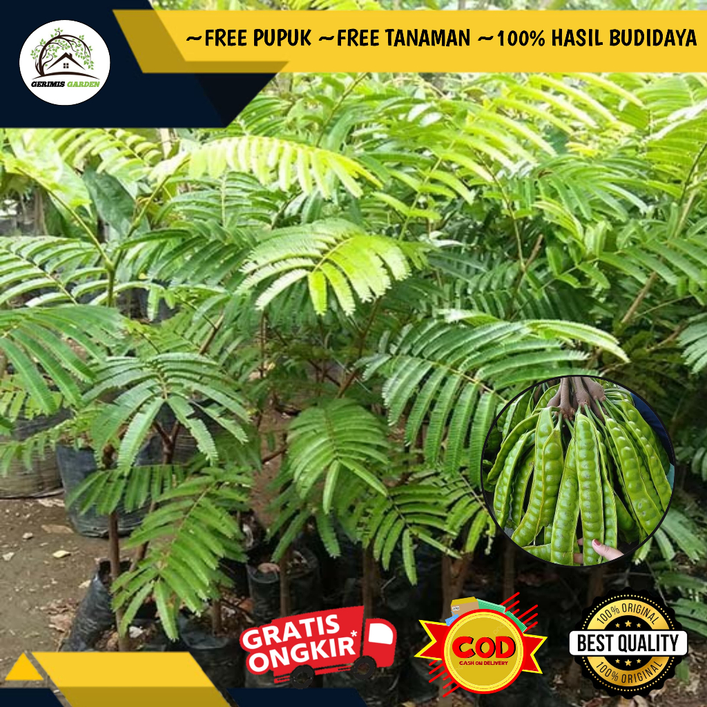 Jual Bibit / Pohon Pete/Petai Unggulan Super Jumbo | Shopee Indonesia