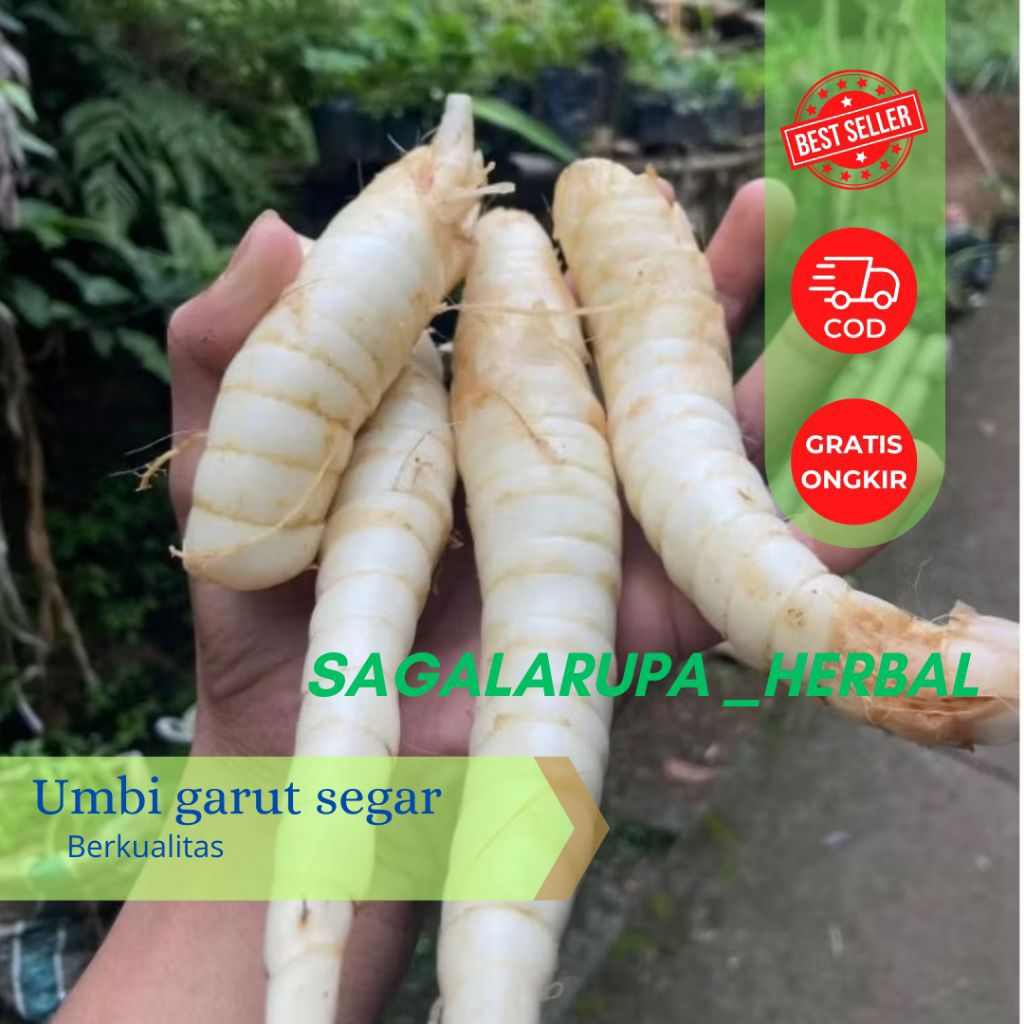 Jual UMBI GARUT/TARIGU SEGAR FRESH OBAT ASAM LAMBUNG (BERSIH) | Shopee ...