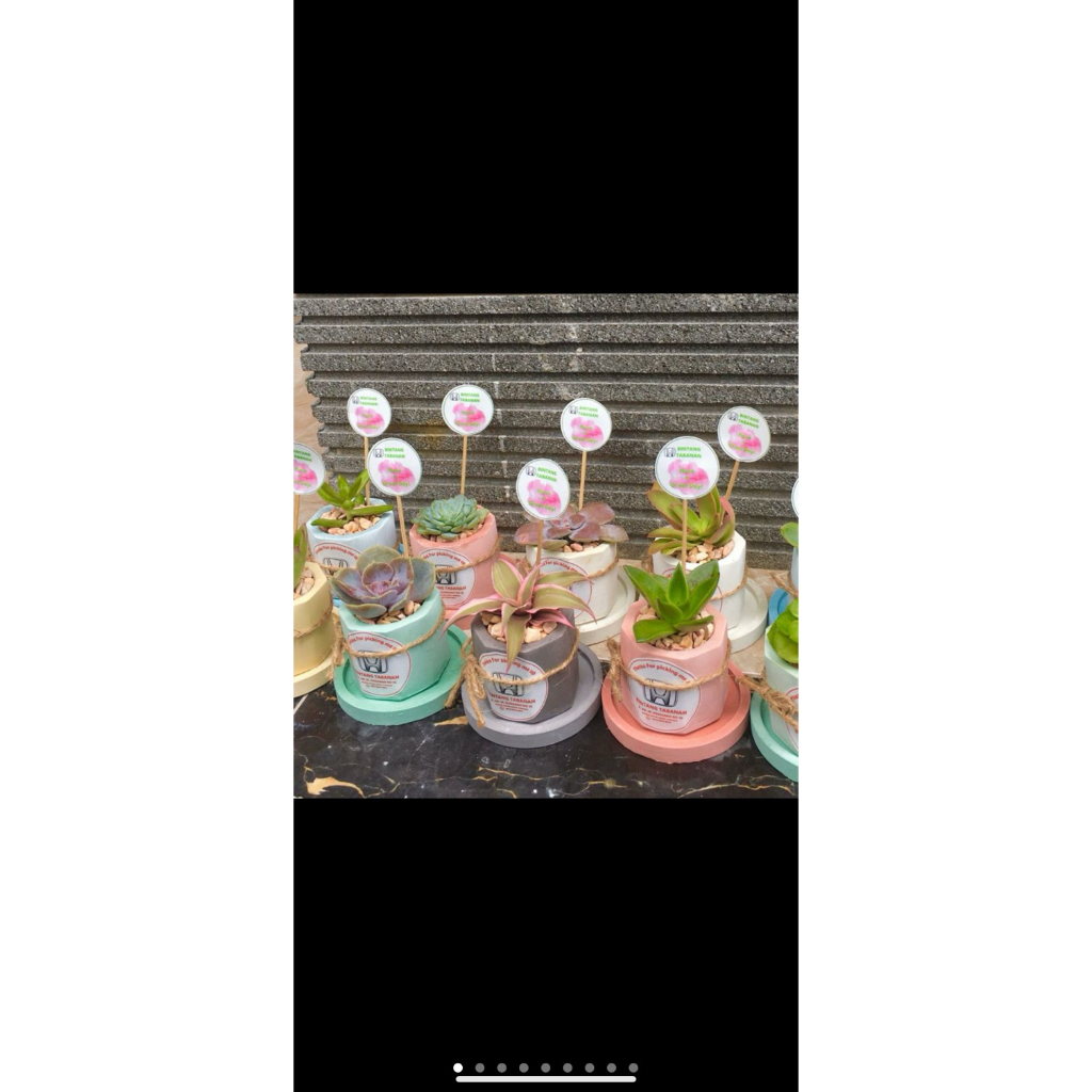 Jual Kaktus Hias Mini + Pot & Tatakan | Tanaman Hias Meja Cantik ...