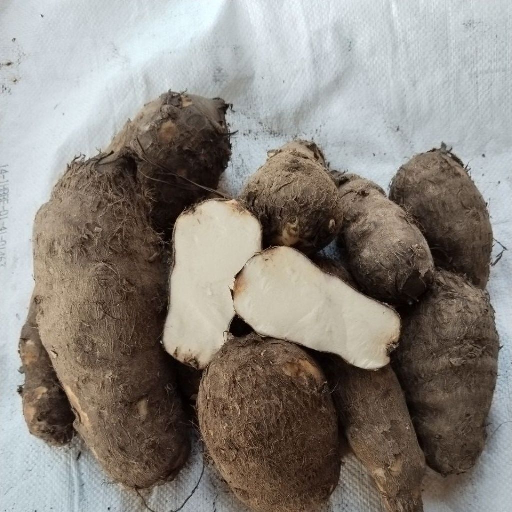 Jual Talas mbote putih pulen 1kg | Shopee Indonesia