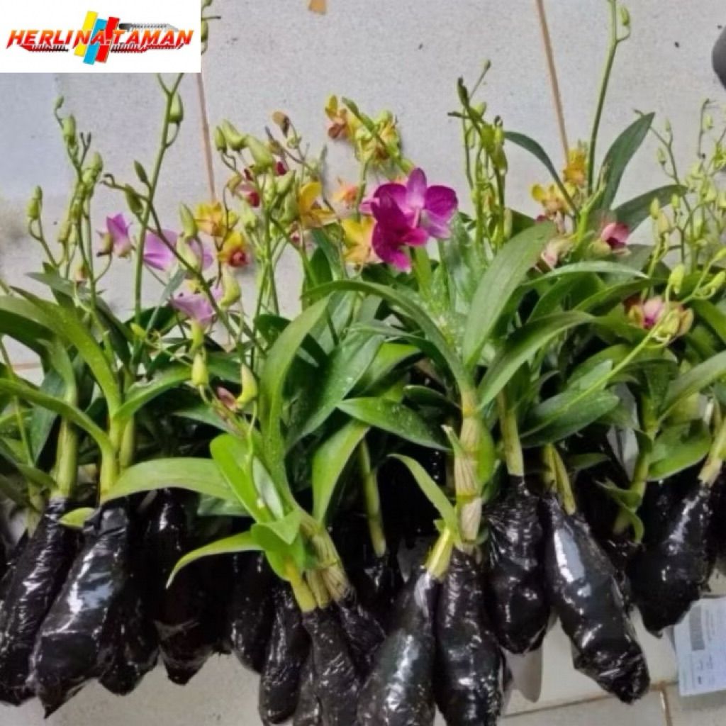 Jual Murah!!! Anggrek Dendrobium Spike/Knop Remaja Siap Berbunga ...