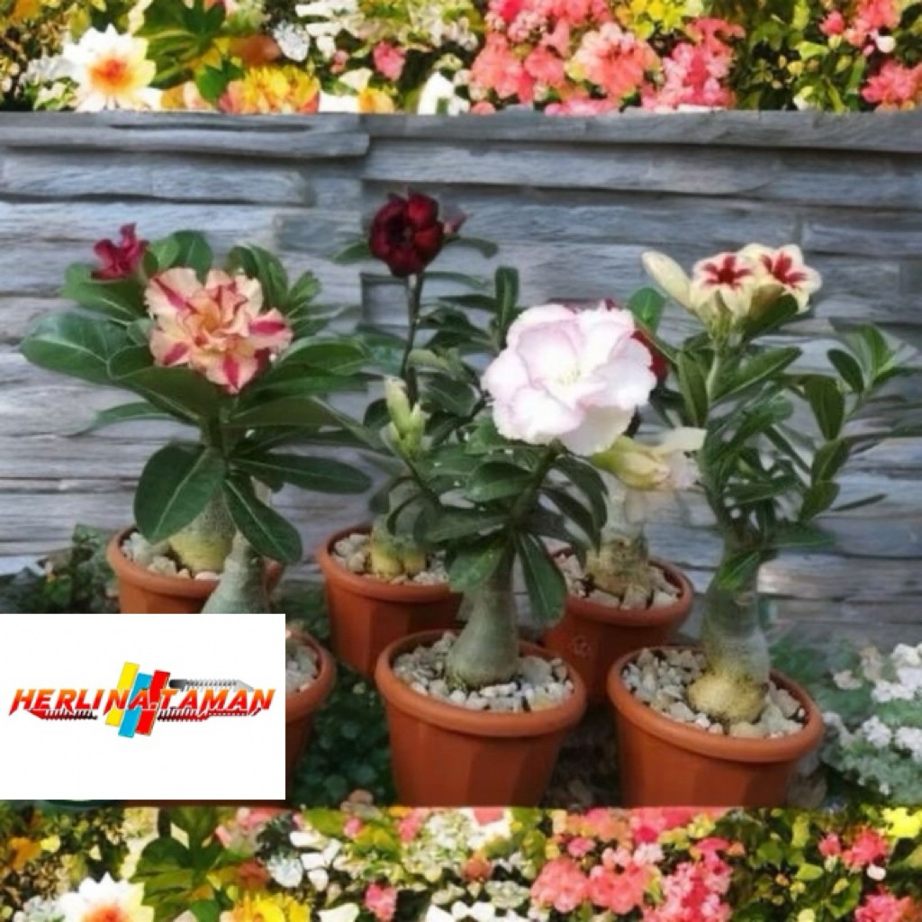 Jual Termurah Tanaman Hias Hidup Pohon Adenium Kamboja Jepang Bunga ...