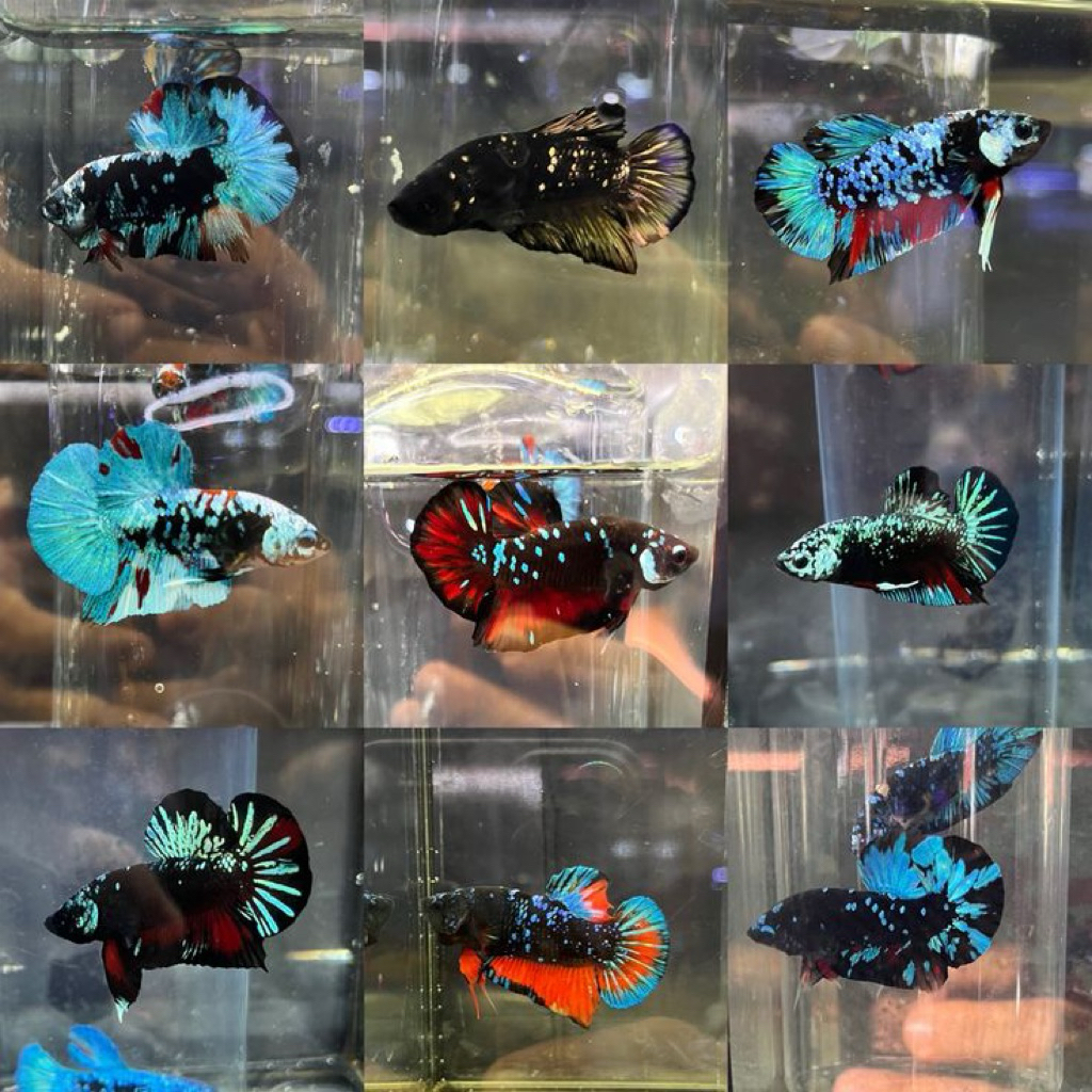 Jual BERBAGAI IKAN CUPANG AVATAR MALE/female | Shopee Indonesia