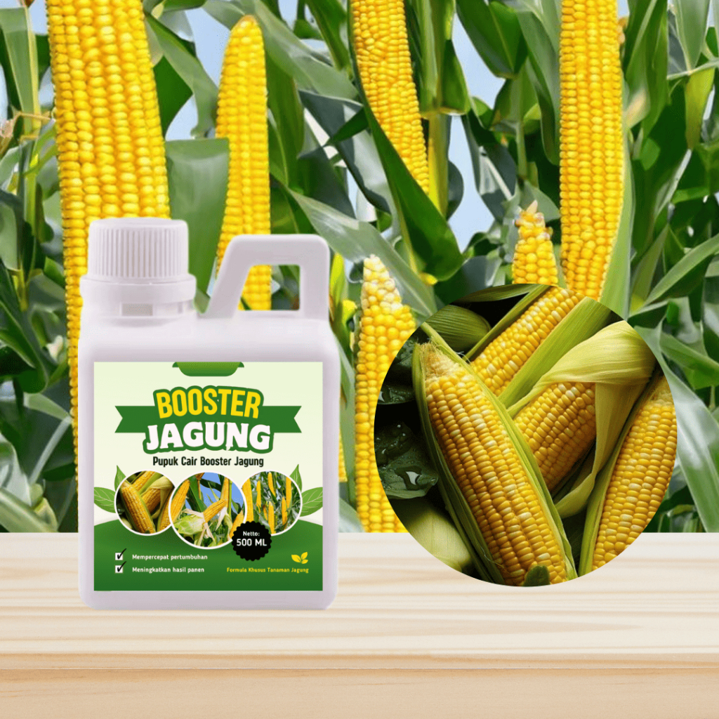 Jual POC Booster Jagung 500 ML Perangsang Tanaman Jagung Berbuah Lebih ...