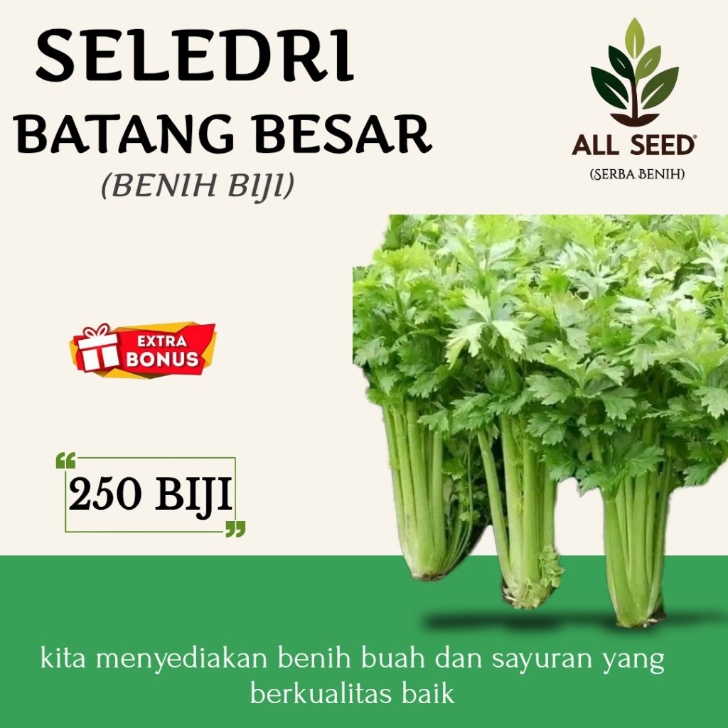 Jual ( 250 biji ) Benih seledri batang besar | bibit seledri | Shopee ...